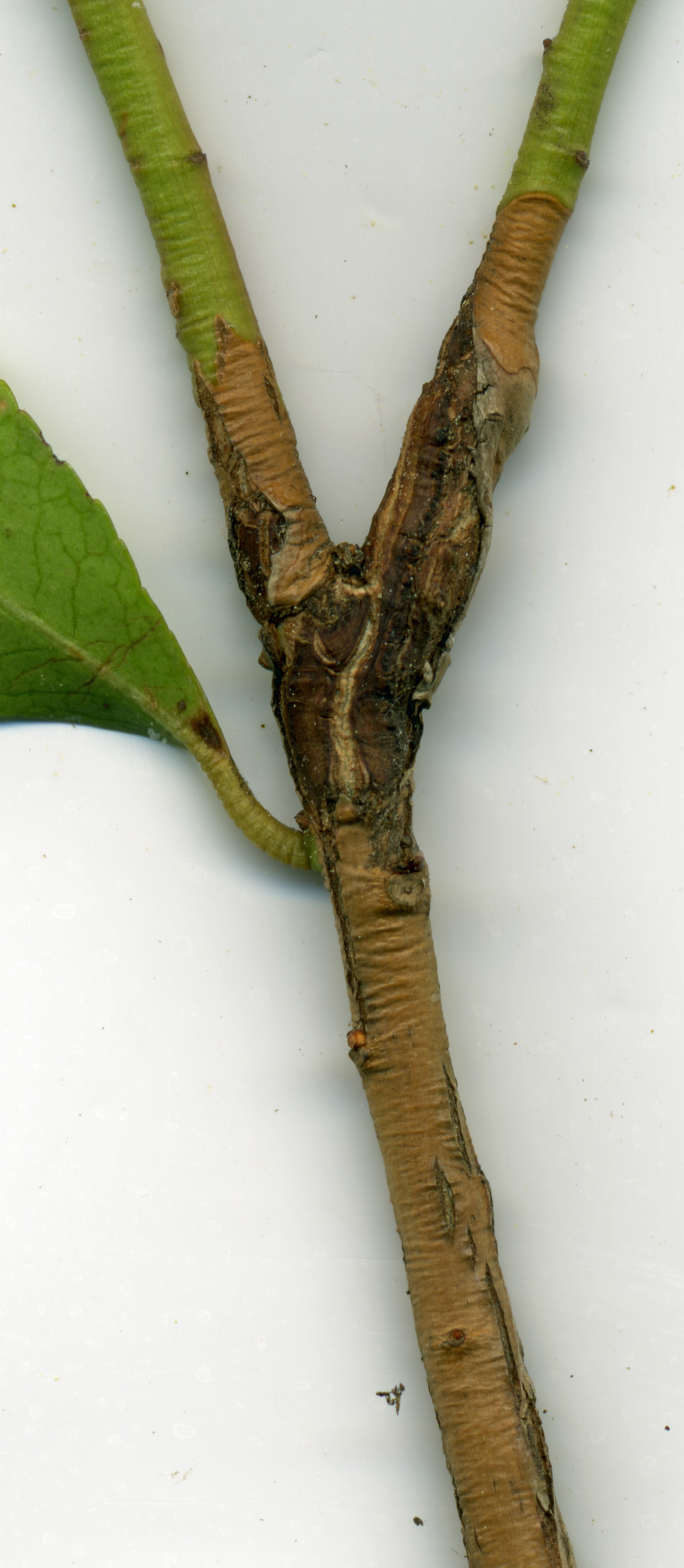 Andromeda, Mountain Fire