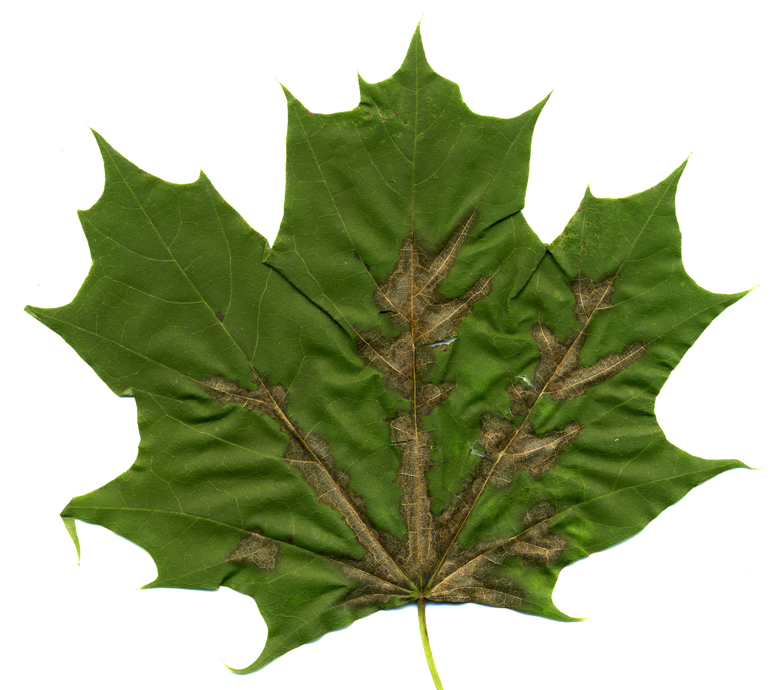 Maple, Norway