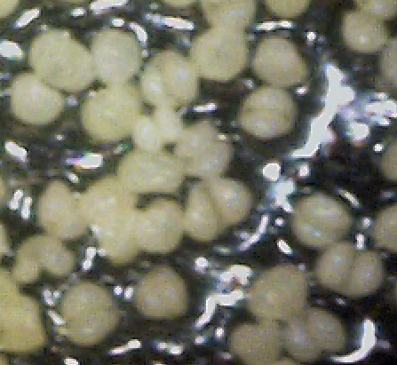 White Canker Tree and Shrub Disease