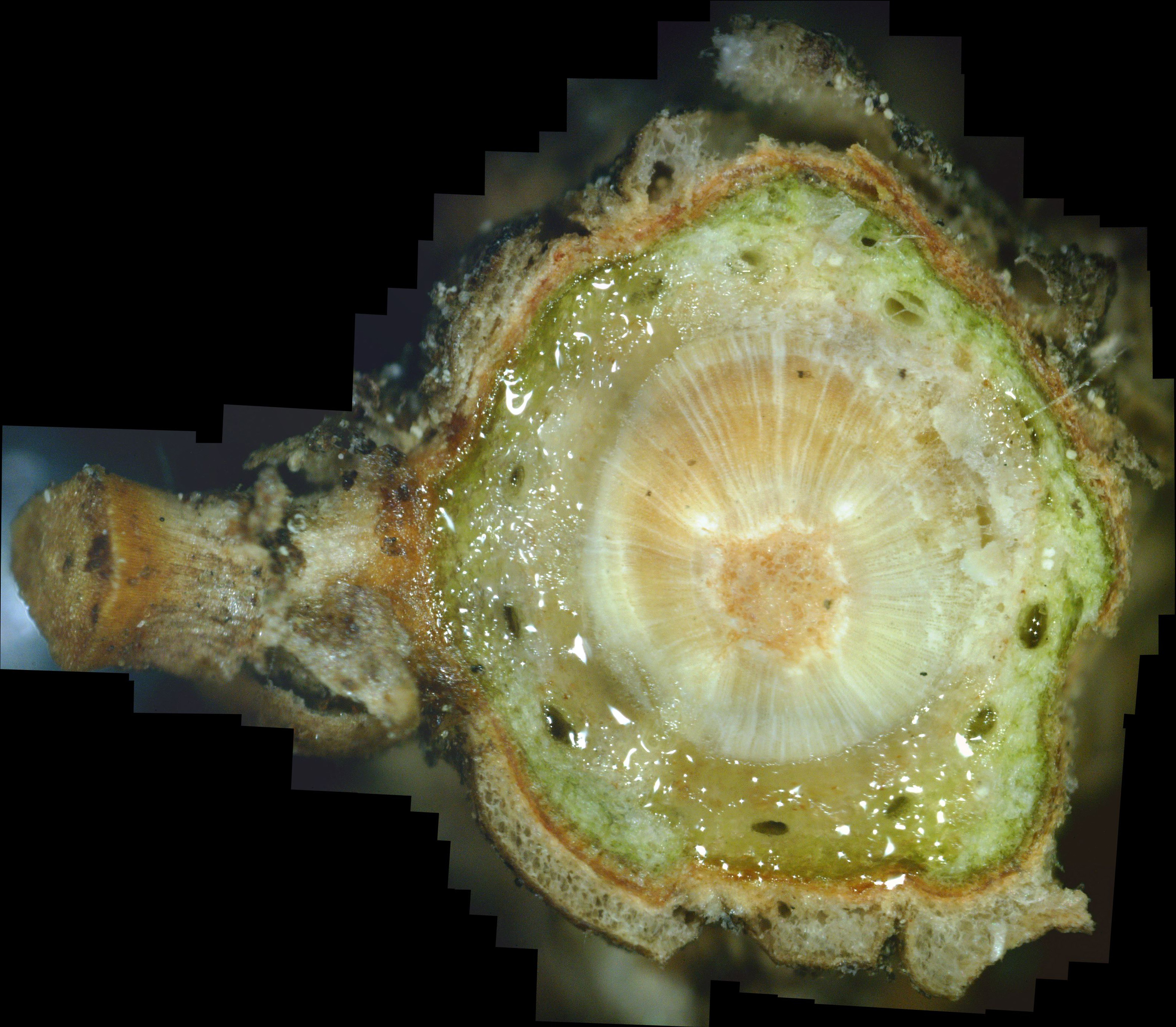 White Canker Tree and Shrub Disease