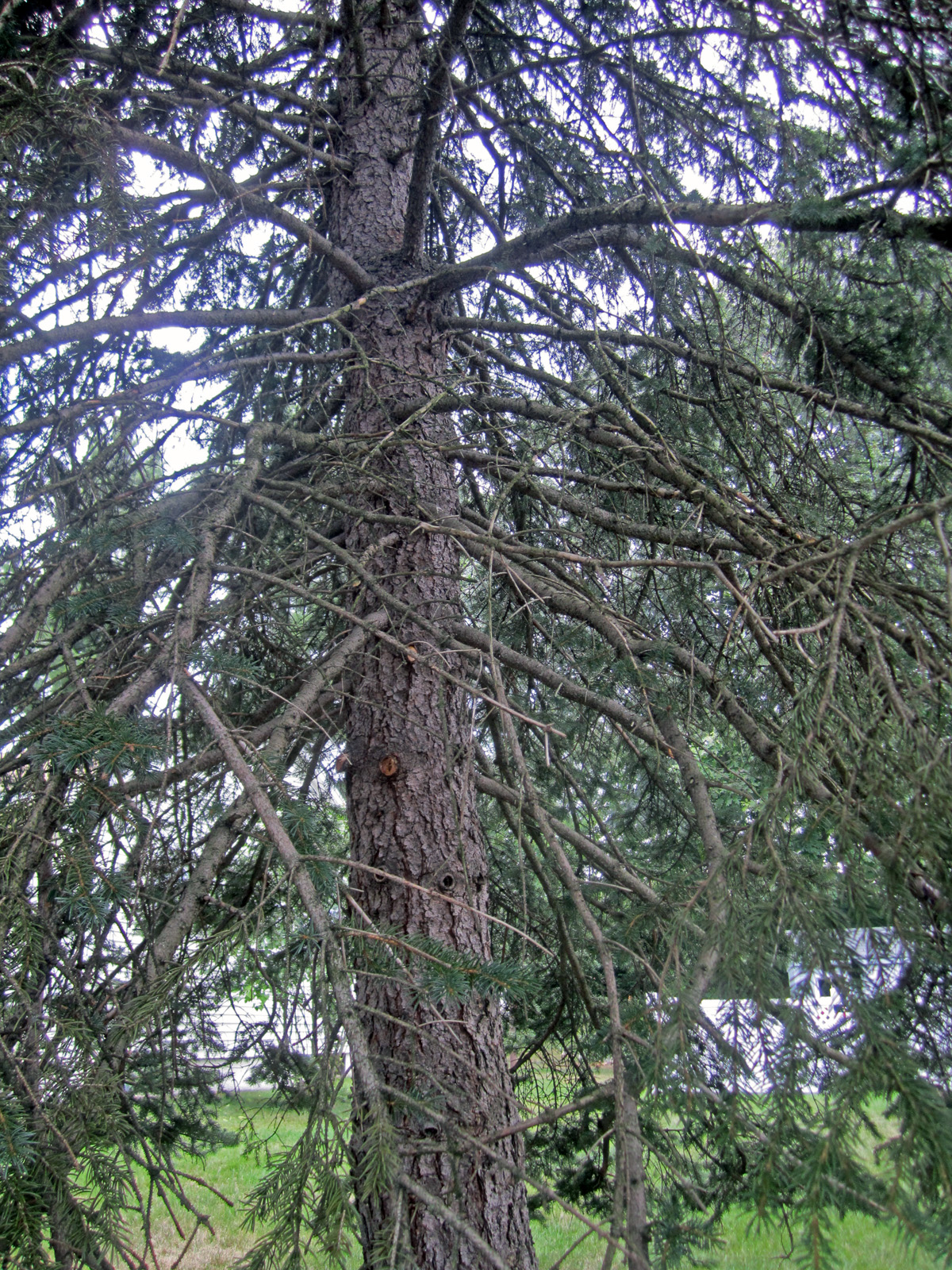 White Canker Tree and Shrub Disease