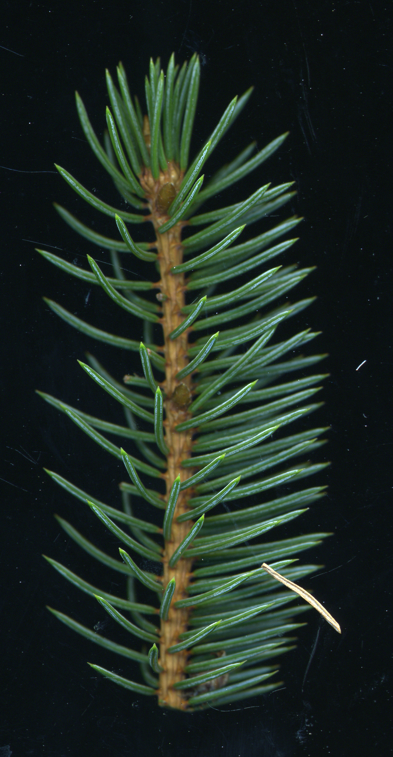 White Canker Tree and Shrub Disease