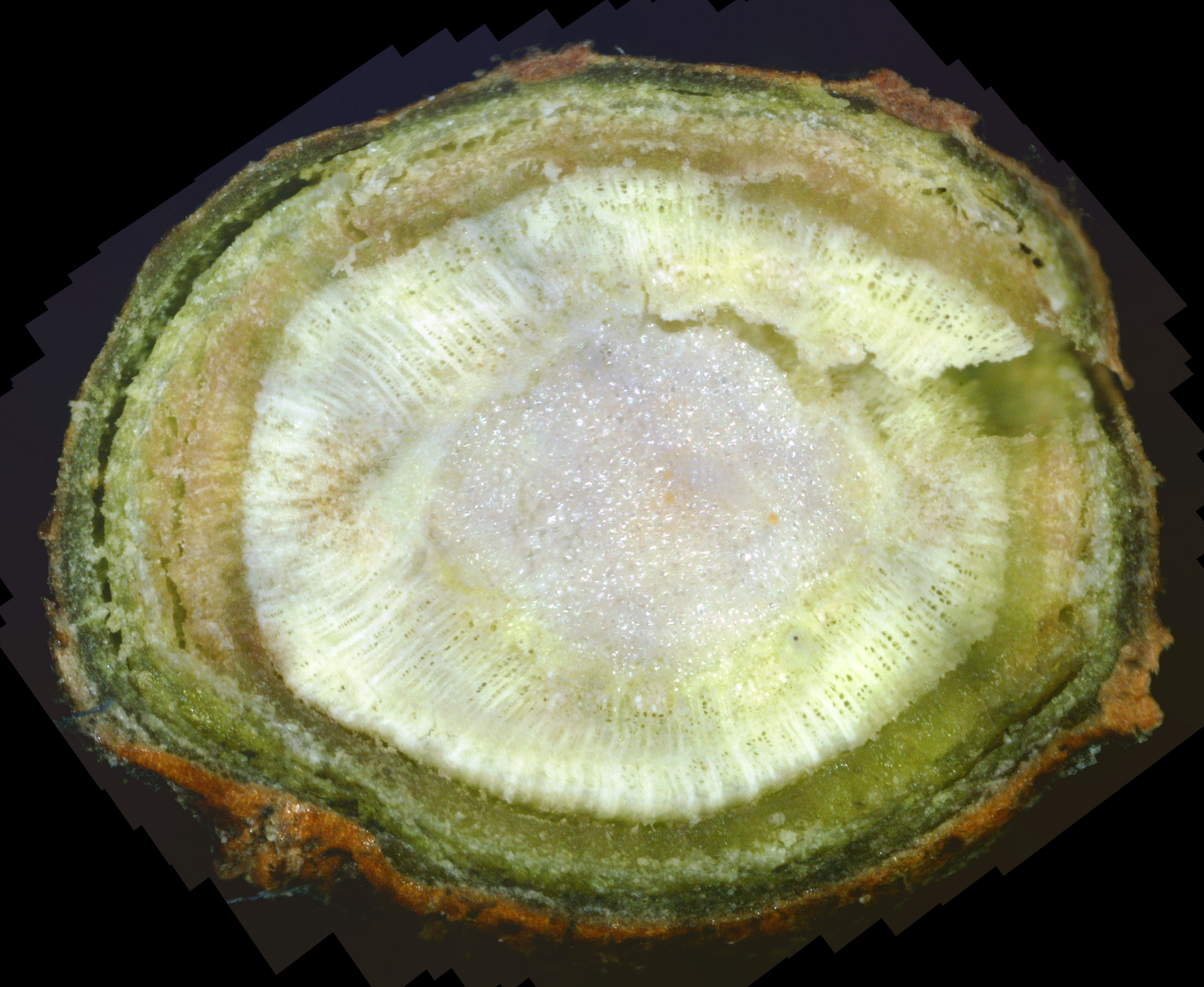 White Canker Tree and Shrub Disease