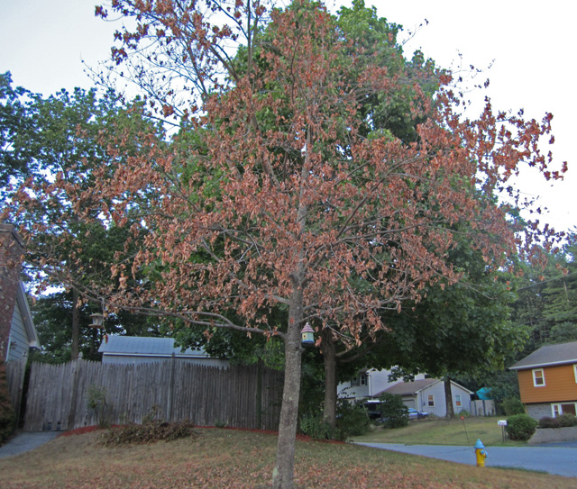 Our beautiful red maples are dropping dead