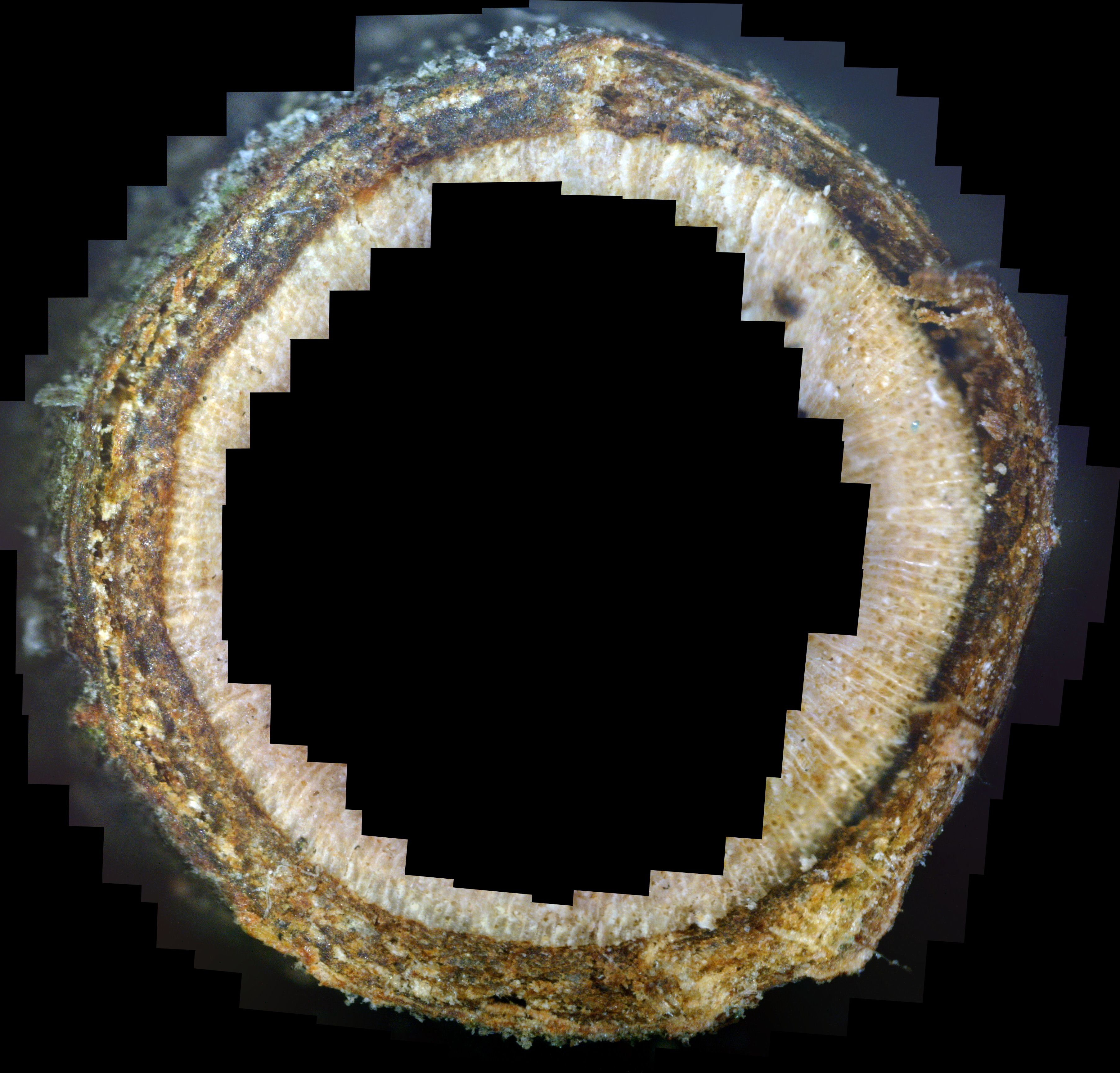 Our evaporating silver maple trees