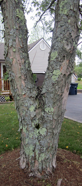 Our evaporating silver maple trees