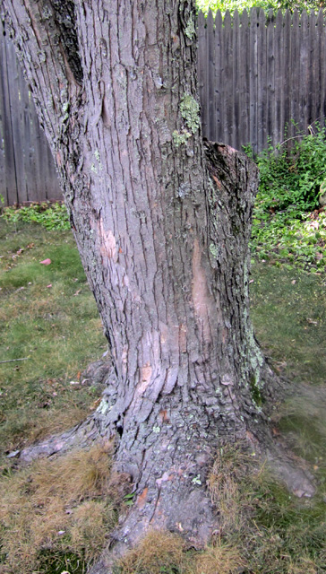 Our evaporating silver maple trees