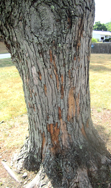 Our evaporating silver maple trees