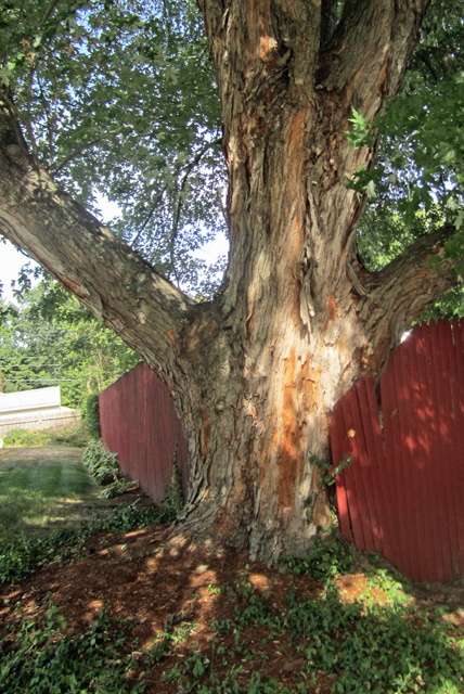 Our evaporating silver maple trees